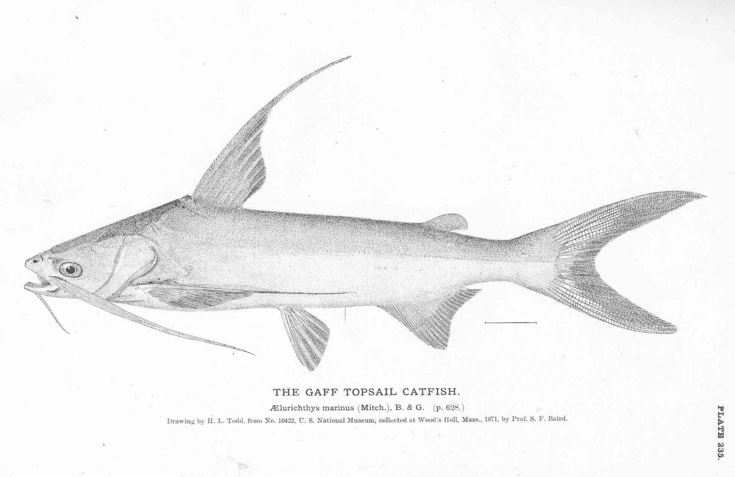 Gafftopsail Catfish - Galveston Island Nature Tourism Council