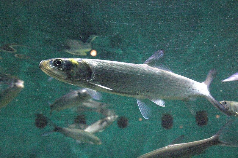 Ladyfish - Galveston Island Nature Tourism Council