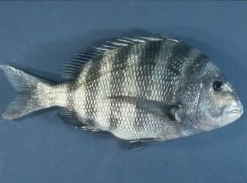Sheepshead - Galveston Island Nature Tourism Council