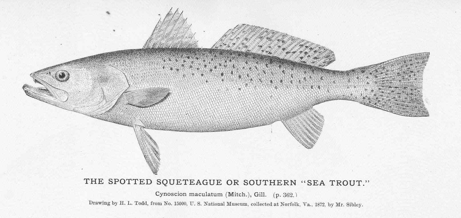 Spotted Sea Trout - Galveston Island Nature Tourism Council