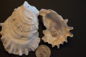 Common Eastern Oyster Shell - Galveston Island Nature Tourism Council