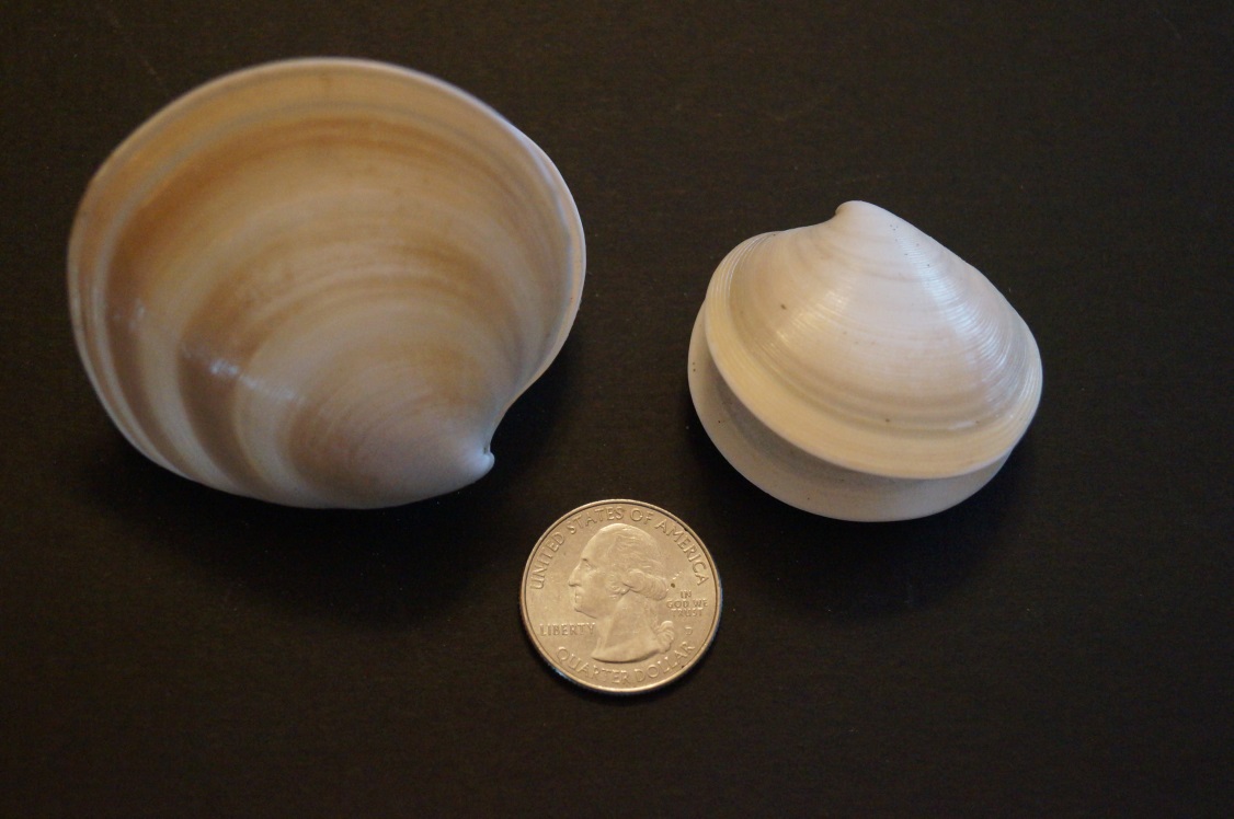 Disk Clam - Galveston Island Nature Tourism Council