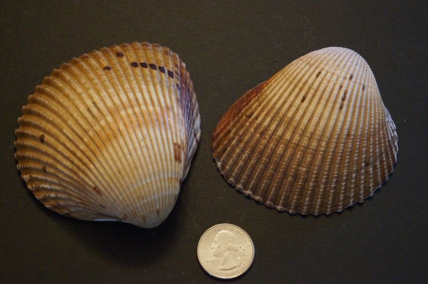 Giant Atlantic Cockle - Galveston Island Nature Tourism Council