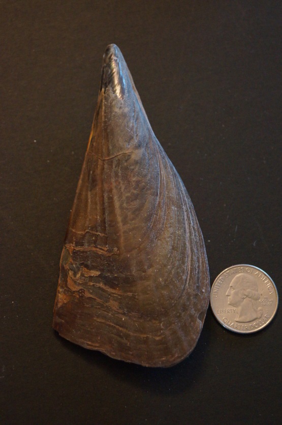 Half-Naked Pen Shell - Galveston Island Nature Tourism Council