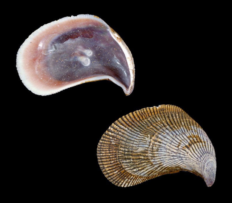 Hooked Mussel - Galveston Island Nature Tourism Council