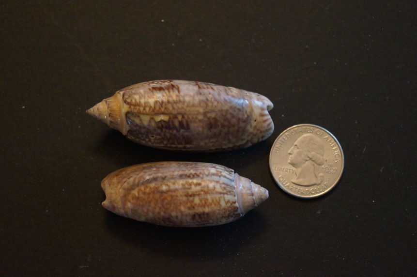 Lettered Olive - Galveston Island Nature Tourism Council