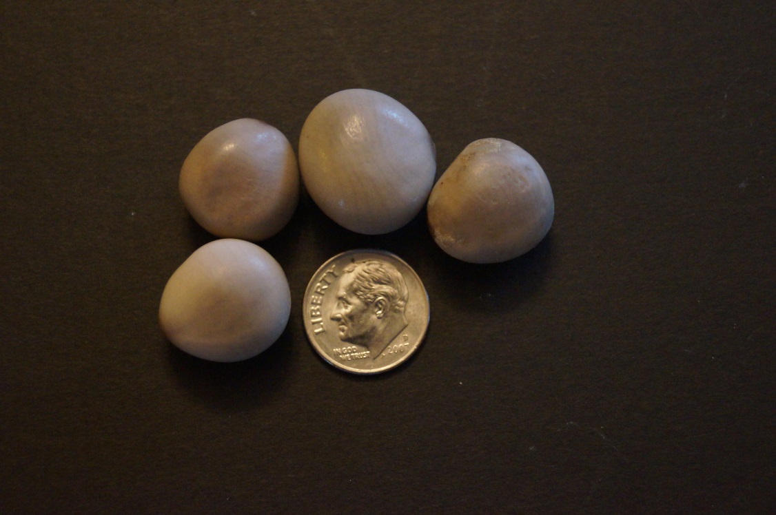 Nicker Nut - Galveston Island Nature Tourism Council