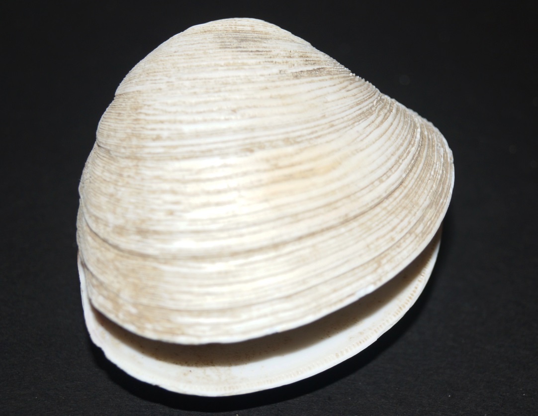 Texas Quahog - Galveston Island Nature Tourism Council