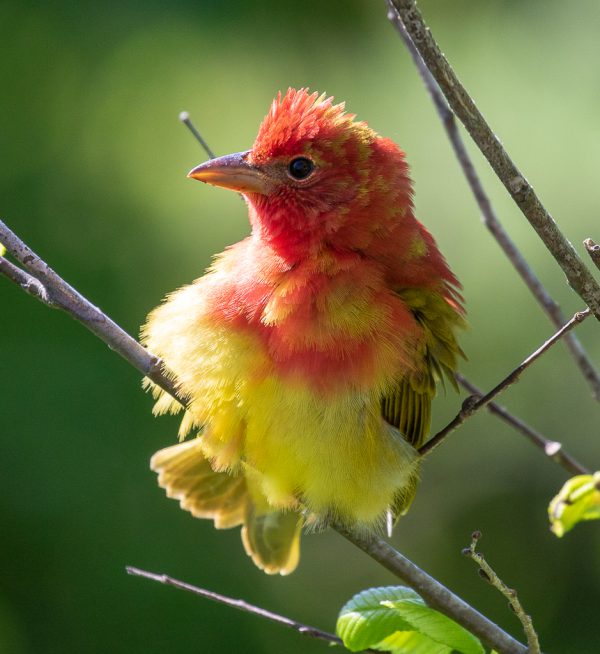 Upper Texas Coast Birding - Galveston Island Nature Tourism Council