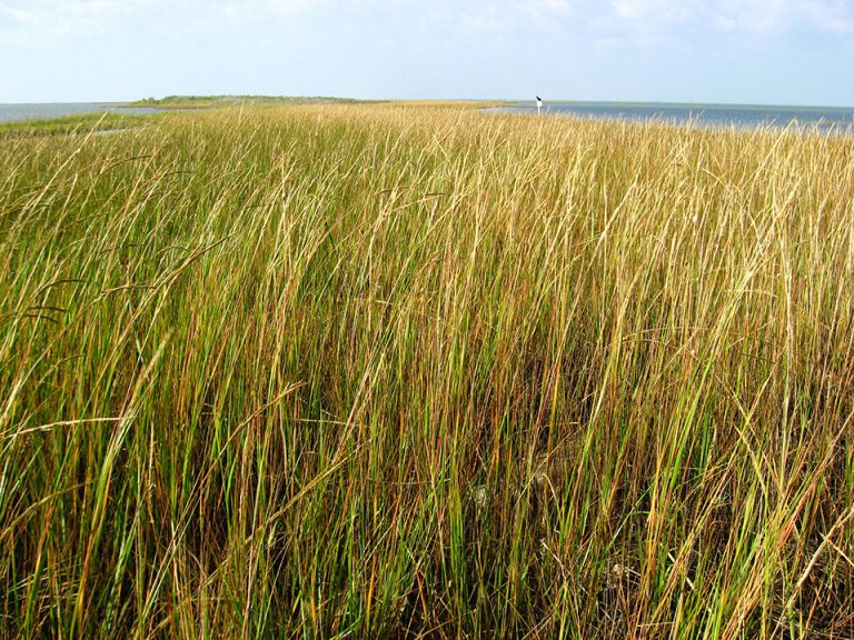 Salt Marsh Cordgrasses - Galveston Island Nature Tourism Council