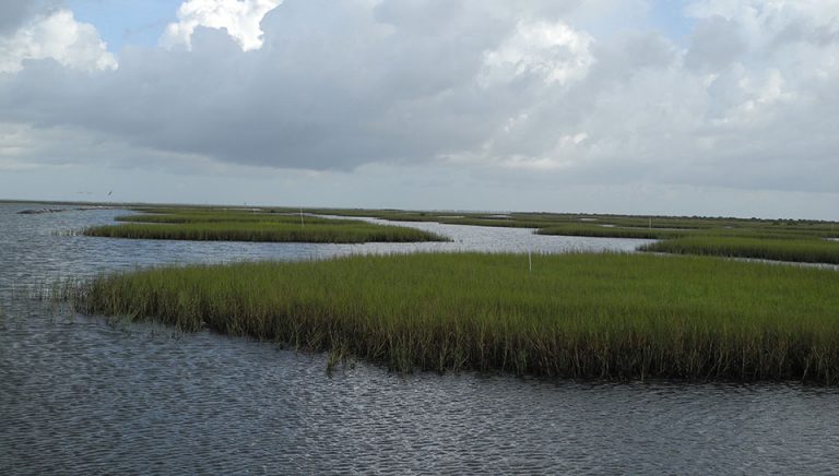 LIKE BEACHES, SALT MARSHES NEED RESTORATION, TOO - Galveston Island ...