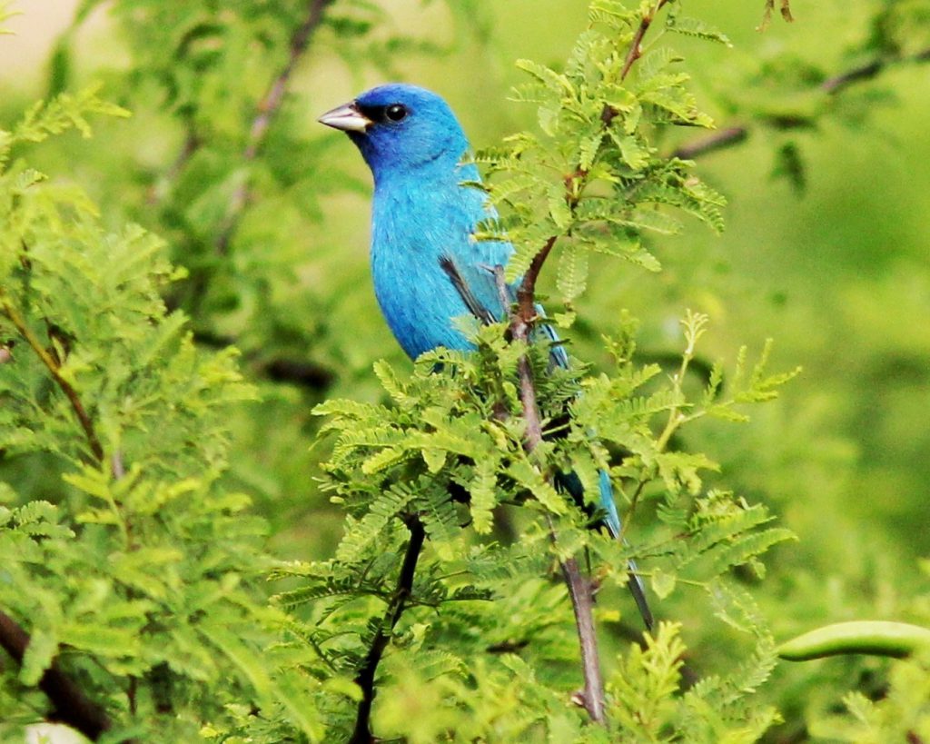 BIRDERS GOT THE BLUES. THAT'S A GOOD THING. - Galveston Island Nature ...