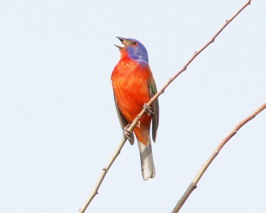 Painted Bunting 2 (Passerina ciris) - Galveston Island Nature Tourism ...