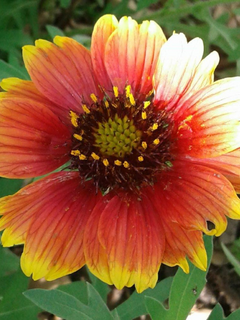 Firewheel (240 × 320 px) - Galveston Island Nature Tourism Council