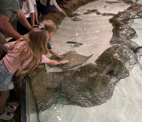 Mangrove Touch Tank - Galveston Island Nature Tourism Council