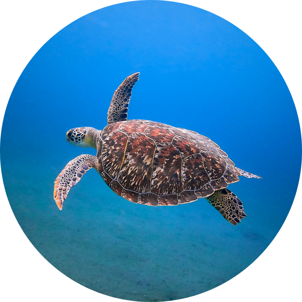 Sea Turtle Saturday - Galveston Island Nature Tourism Council