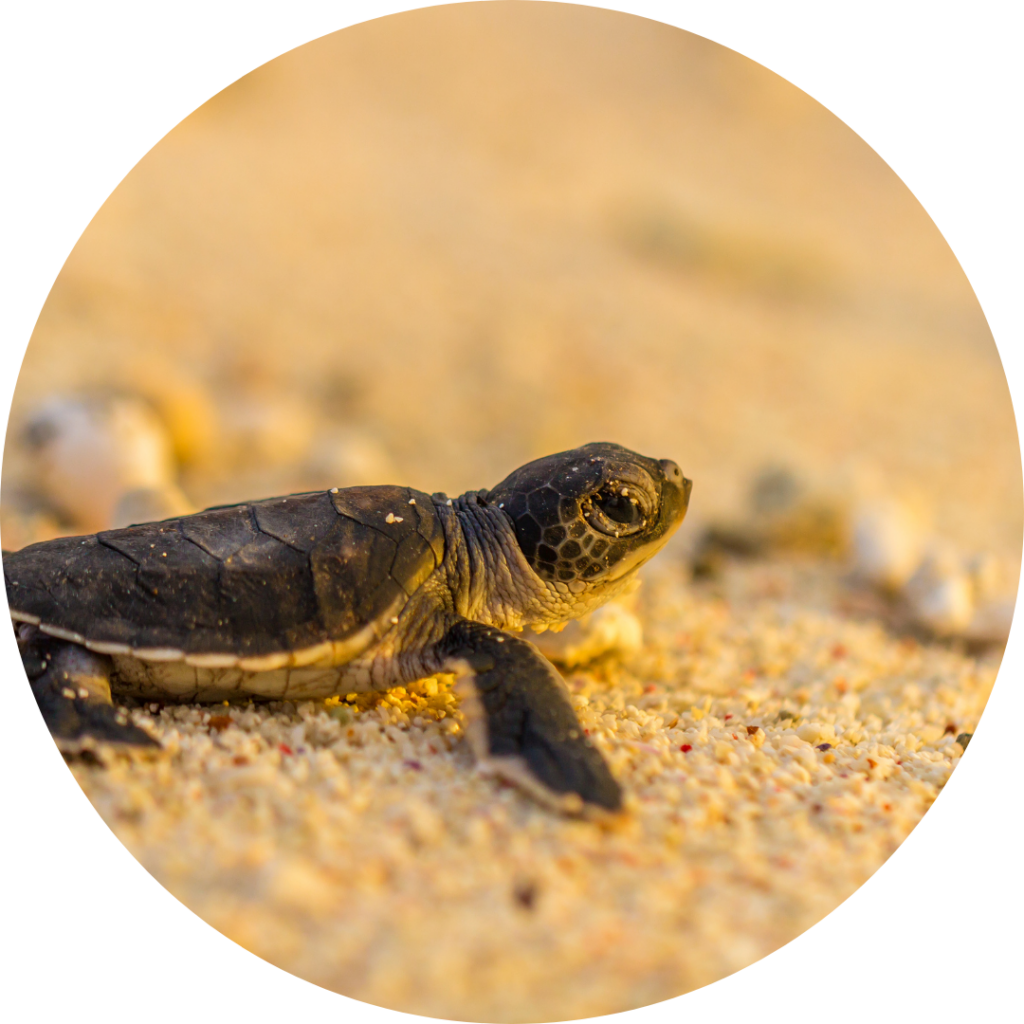 Sea Turtle Saturday - Galveston Island Nature Tourism Council