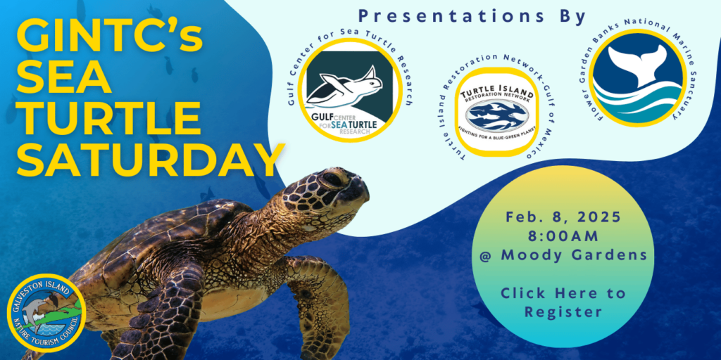 Sea Turtle Saturday - Galveston Island Nature Tourism Council